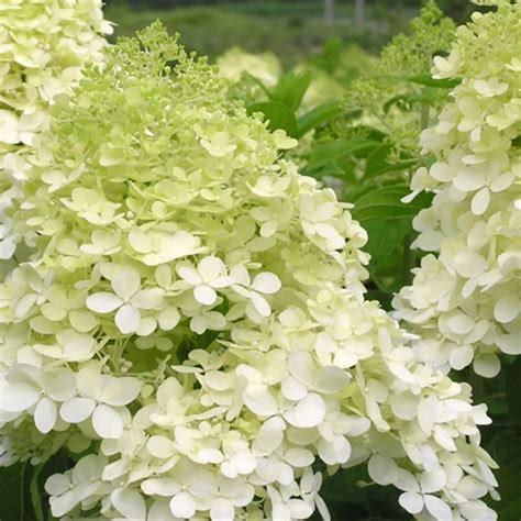 Hydrangeas Als Garden And Home