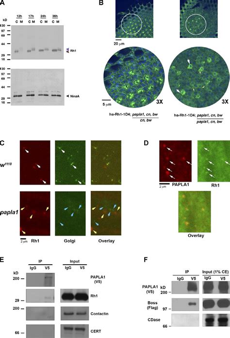 Rh1 Is Mislocalized In Papla1 Mutants A In Hs Rh1 1d4 Transgenic