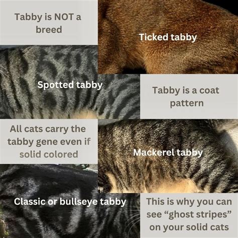 Pin By Otd4me On Cat Stuff Coat Patterns Tabby Cats