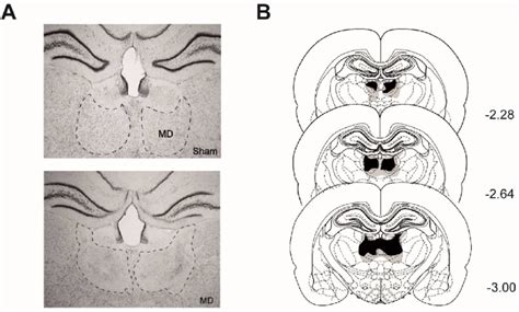Histology A Representative Photomicrographs Of The Md Dashed Line