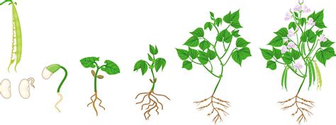 Life Cycle Of Bean Plant Growth Stages From Seeding To Flowering And