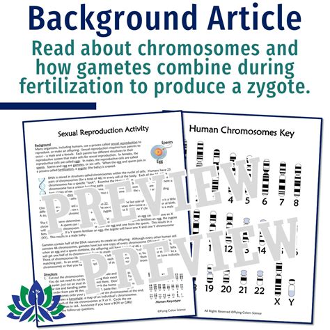 Karyotype Activity Build A Baby From Egg And Sperm Flying Colors Science
