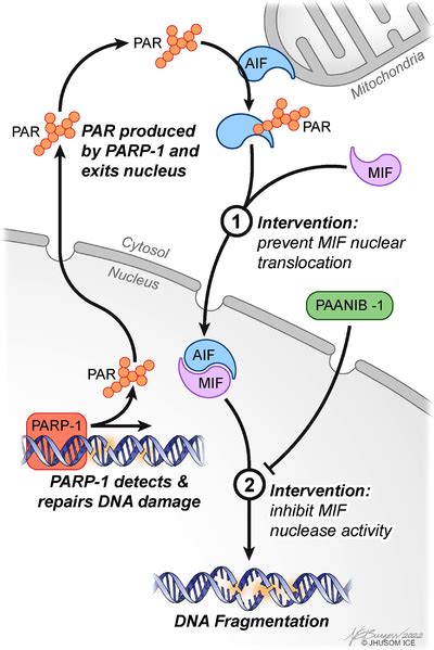 Macrophage Migration Inhibitory Factor Mif Involvement In Cell Death
