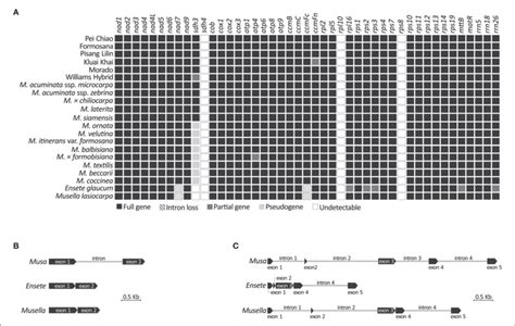 Comparisons Of Mitochondrial Genes Recovered From Genome Skimming Download Scientific
