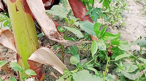 পুকুর পাড়ে সবজি চাষ ১ গ্রাম বাংলার অপরুপ সৌন্দর্যের কিছু অসাধার দৃশ্য Village Life Bd