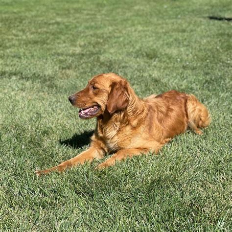 Golden Retriever Breeder In Indiana Field Golden Breeder Sunnyside
