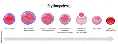 Stages Of Erythropoiesis Vector Red Blood Cell Maturation