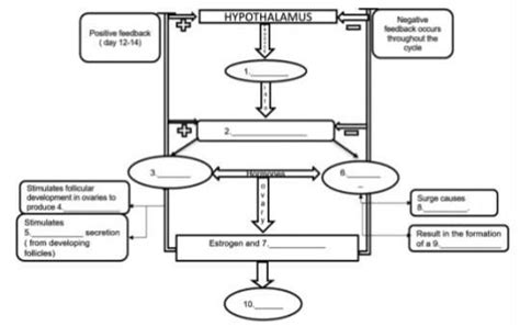 Endocrine System Flow Chart