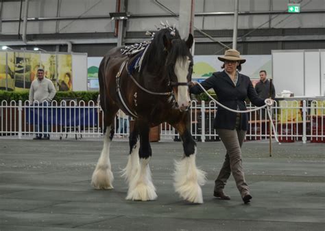 Victorian Clydesdale Horse Society Commonwealth Clydesdale Horse