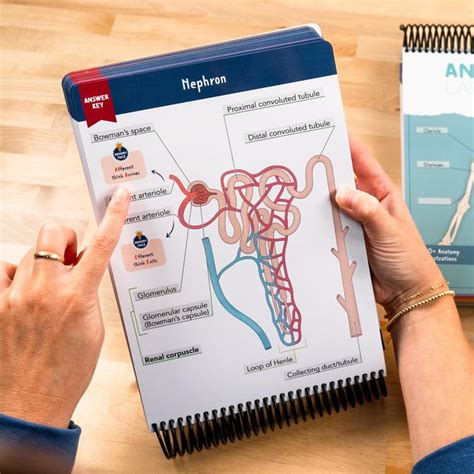 Anatomy Label Lab Workbook Etsy In 2025 How To Memorize Things