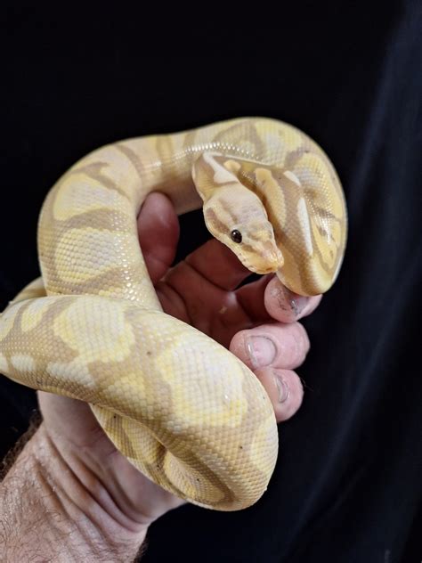 SUB ADULT MALE BANANA PASTEL YELLOW BELLY BALL PYTHON Reptile Mart