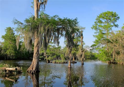 Wood Of The Week Pecky Cypress DP Juza Woods Fixtures