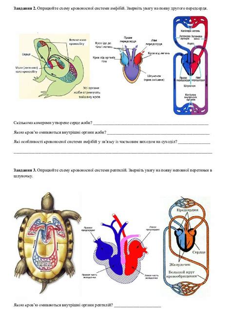 Практична робота 4 Порівняння кровоносних ситем хребетних тварин Інші методичні матеріали