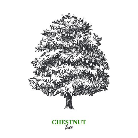 Premium Vector Hand Drawn Sketch Chestnut Tree Illustration Vector Isolated Vintage Background