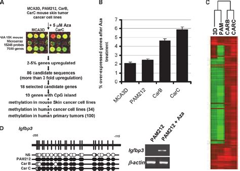 Searching For New Hypermethylated Genes By Combining Cdna Microarray Download Scientific