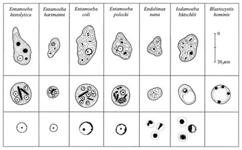 6 Amoeba Flashcards Quizlet