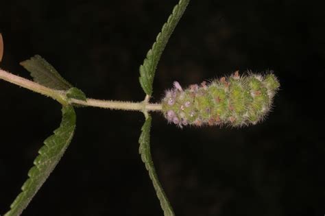 Elsholtzia Densa Eflora Of India