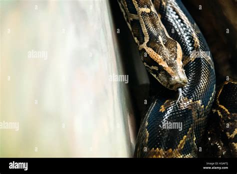 Close Up Picture Of Dangerous Grown Up Python Stock Photo Alamy