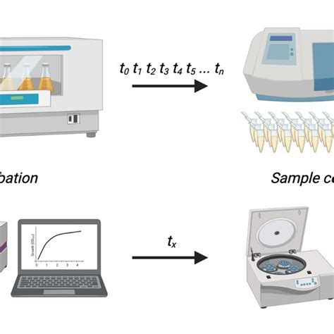 Metabolism Dynamics Of Pseudomonas Aeruginosa Cultivated In Scfm Rich