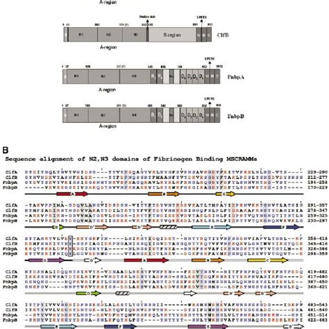 The Fg Binding Mscramms Of S Aureus Clfa Clfb Fnbpa And Fnbpb A Download Scientific