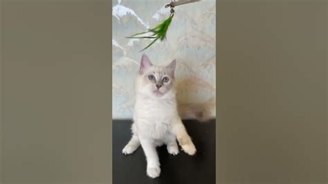 Роксолана🌸котёнок Рэгдолл Youtube