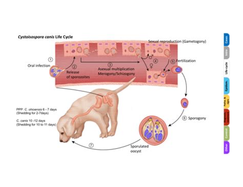 Gi Apicomplexa Flashcards Quizlet