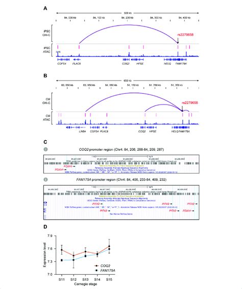 Identification Of Potential Target Genes Of Cis Regulatory Snp Download Scientific Diagram