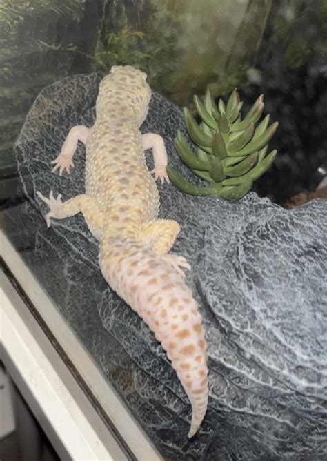 Leopard Gecko Sleeping
