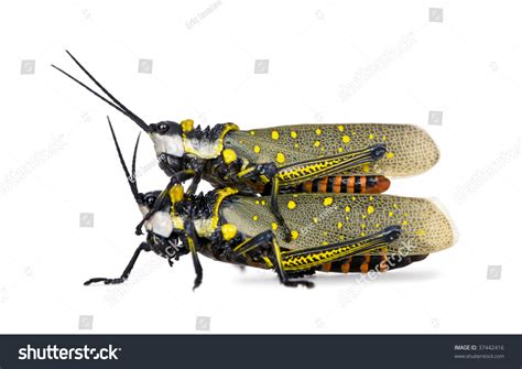 Male Female Malaysian Locust Having Sex Stock Photo 37442416 Shutterstock