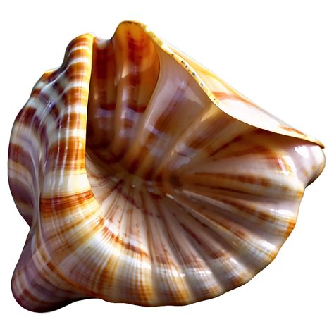 Download Realistic Seashell Illustration Png Dxl Wallpapers Com