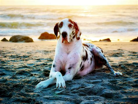 Pixie Dale And Stacys Journey Together