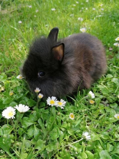 Pritlikavi Kunci Mini Zajec Kunec