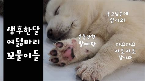 힐링영상3 아장아장 여덟꼬물이들 낮잠 구경하기 Youtube