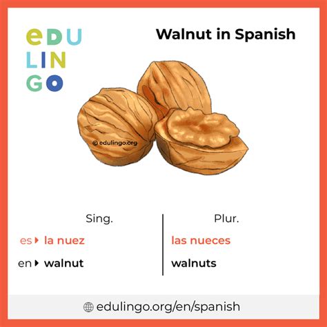 Walnut Tree In Spanish Translation At Conrad Williams Blog
