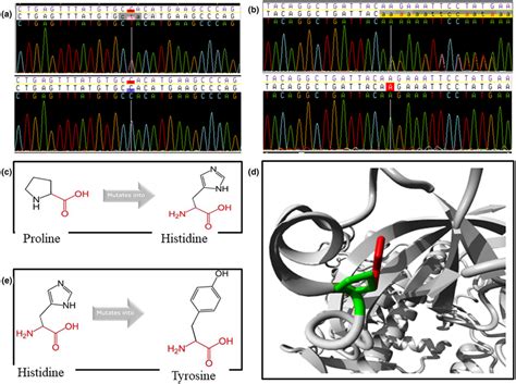 Electropherogram And Simulation Of The Effect Of Mutations On Protein