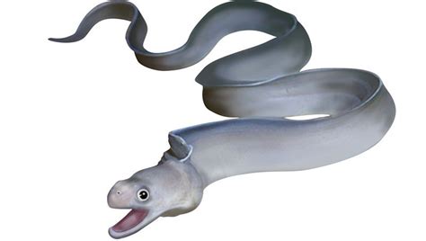 Ribbon Eel Sawan Books