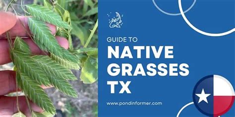 11 Native Grasses For Texas Gardens Id Pics Pond Informer