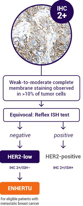 About Her2 Low Enhertu® Fam Trastuzumab Deruxtecan Nxki For Hcps