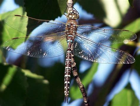 Southern Saskatchewan Canada Darner Bugguidenet