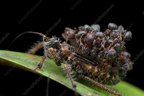 Ant Snatching Assassin Bug Stock Image C0358895 Science Photo