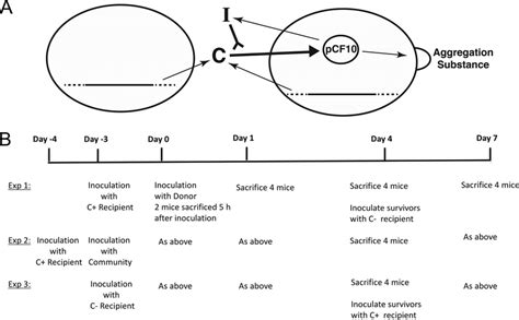 Role Of Sex Pheromone Ccf10 In Transfer Of Pcf10 In The Mouse