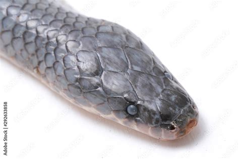 Xenopeltis Unicolor Shedding Its Skincommon Names Sunbeam Snake Is A