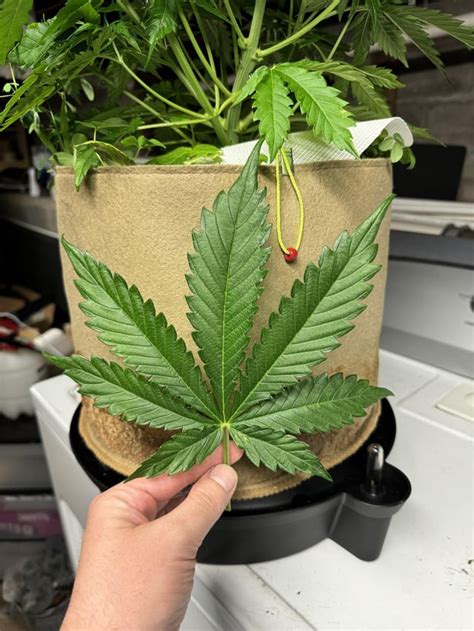 Jurassic Park Leaves 🤓 Rnightowlseeds