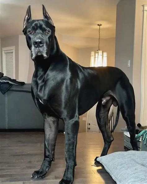 Giant And Graceful Incredible Facts About Great Danes Big Dog Breeds