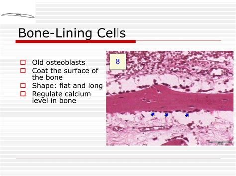 Ppt The Nervous And Skeletal System Powerpoint Presentation Free