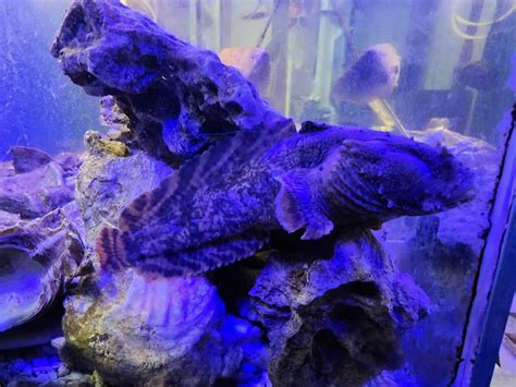 The Newest Addition To The Tank An Oyster Toad Fish R