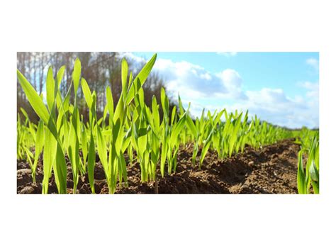 Compaction Tester Guide To Soil Health