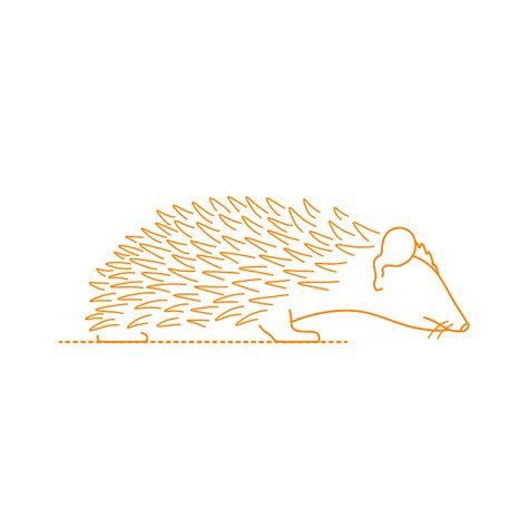 Lesser Hedgehog Tenrec Echinops Telfairi Dimensions And Drawings