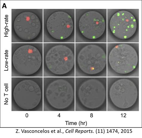 Microcell Arrays Obtain More Accurate Data From Single Living Cells