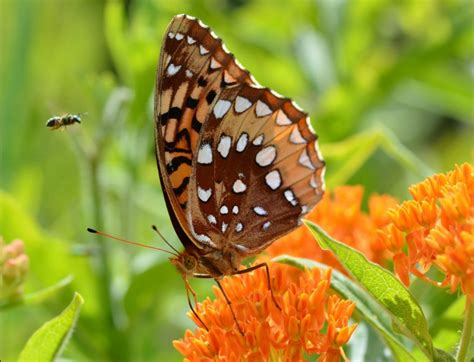 Creating A Butterfly Friendly Garden Habitat Cherry Blossom